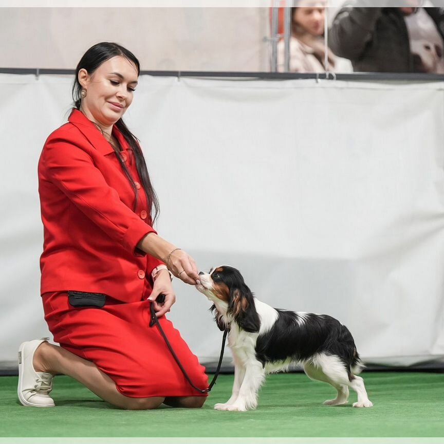 Кавалер кинг-чарльз-спаниель, щенок