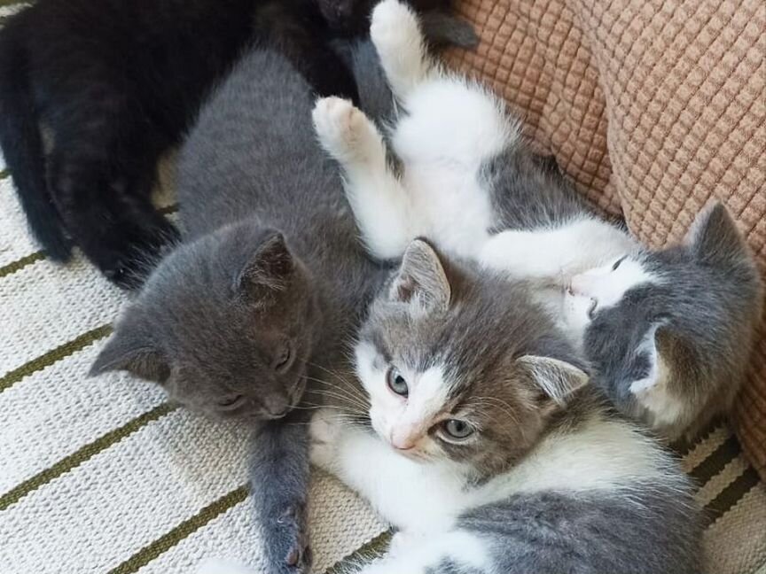 Кошки в добрые руки