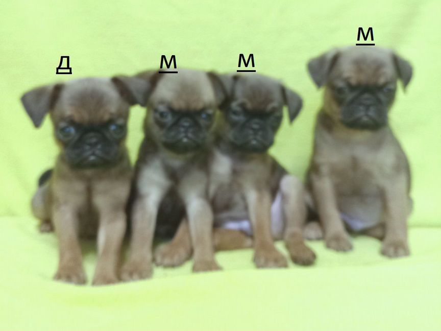 Щенки пти брабансона рыжики