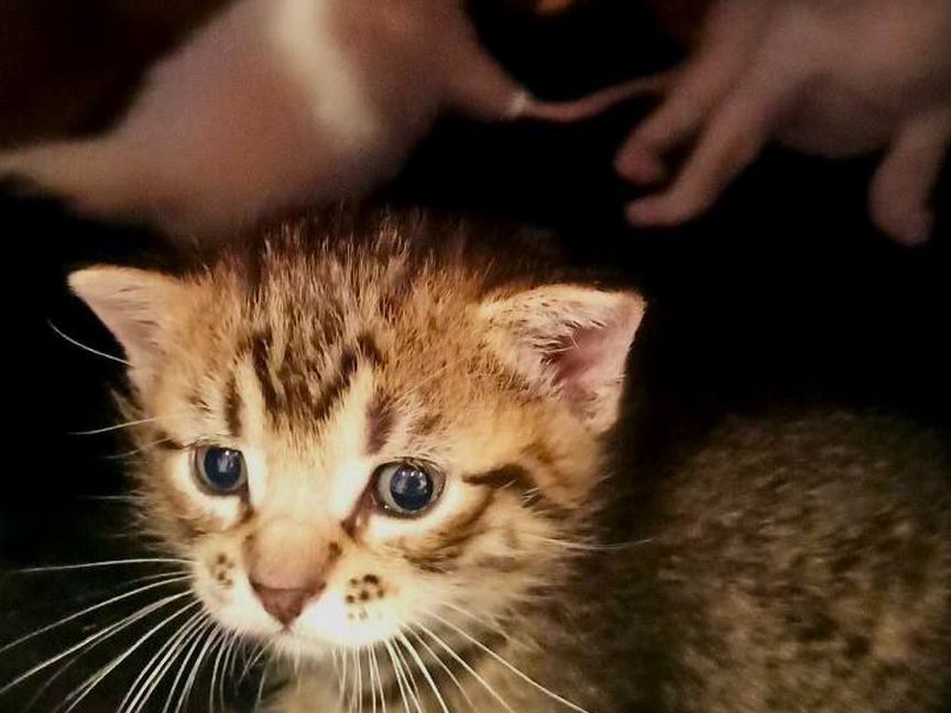Котята в добрые руки