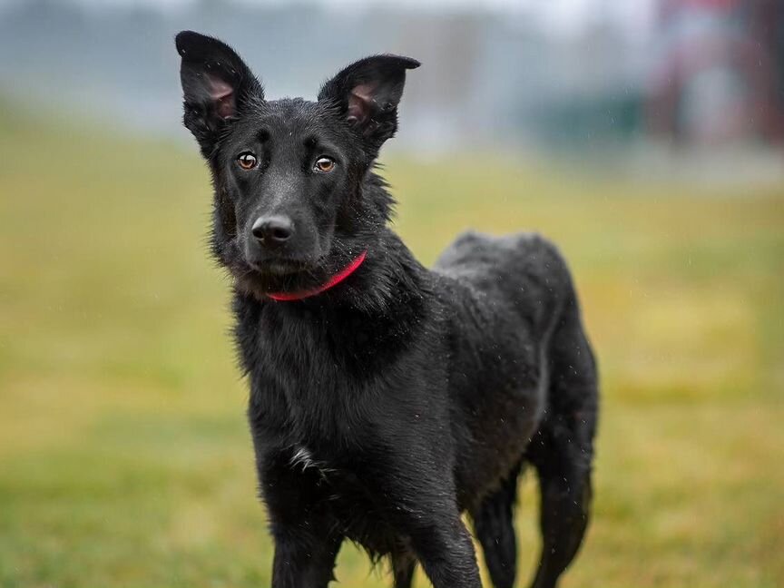 Собака в добрые руки Эйва