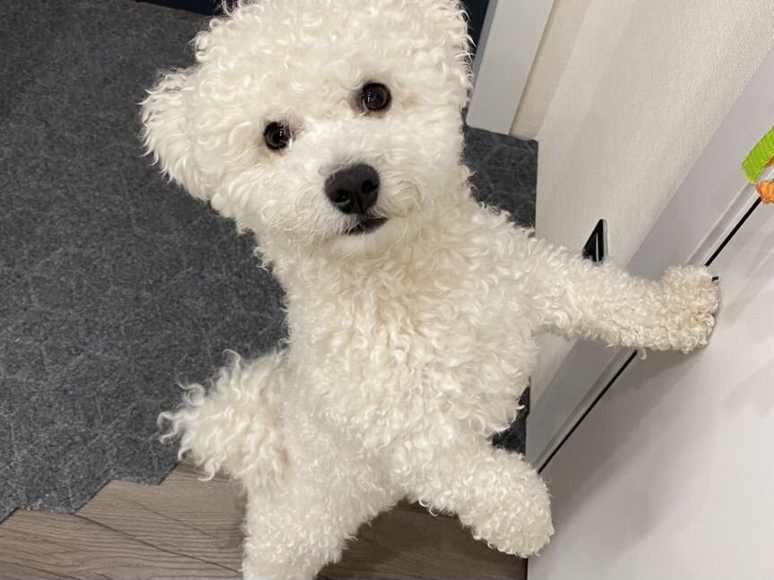 Бишон фризе вязка