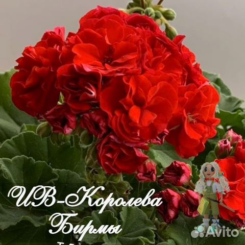 Пеларгония ив-Королева Бирмы купить в Подольске | Товары для дома и ...