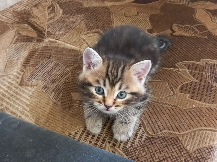 Котята 3 штуки