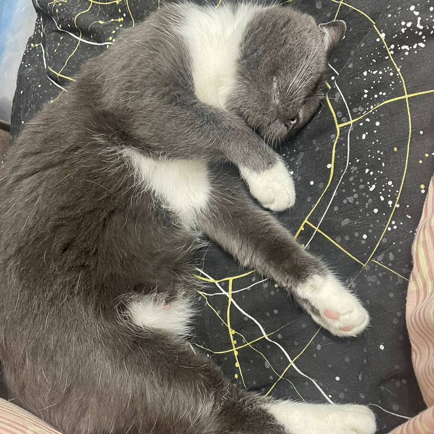 Кошечка в добрые руки