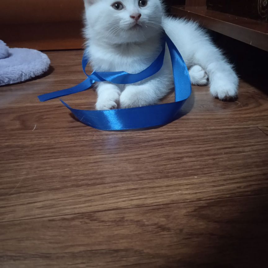 Шотландская