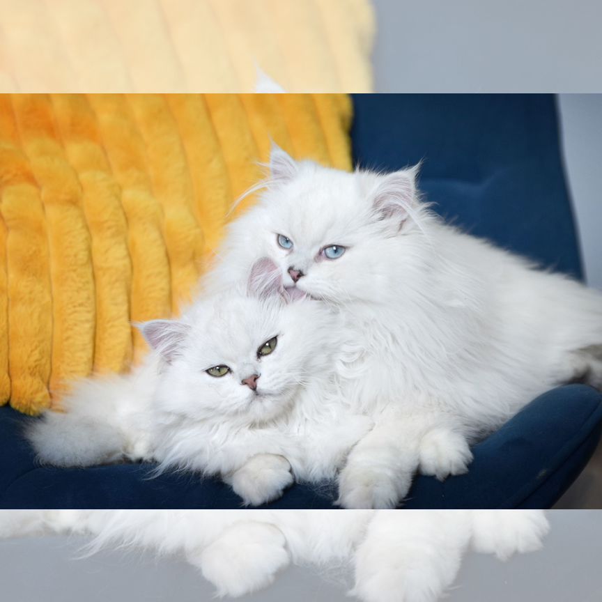 Британский длинношёрстный котёнок