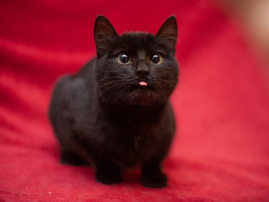 Котенок Муха, которая не стесняется показать язык