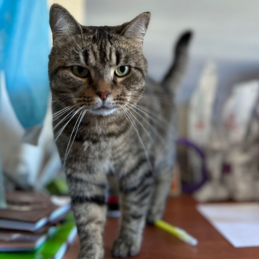 Британский короткошёрстный, взрослый кот