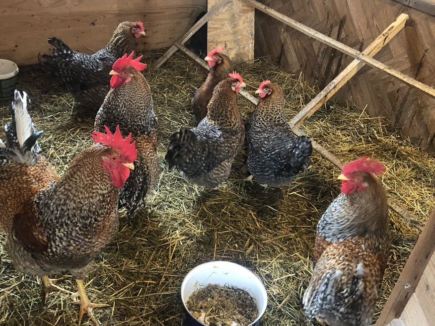 Петух билефельдер