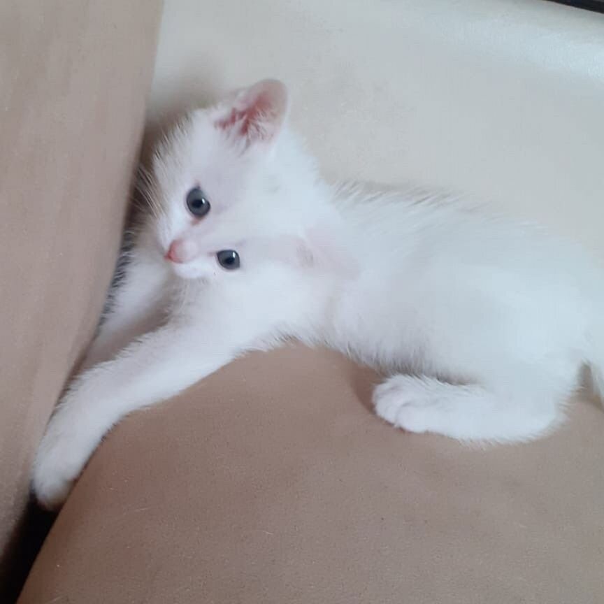 Котята в добрые руки бесплатно