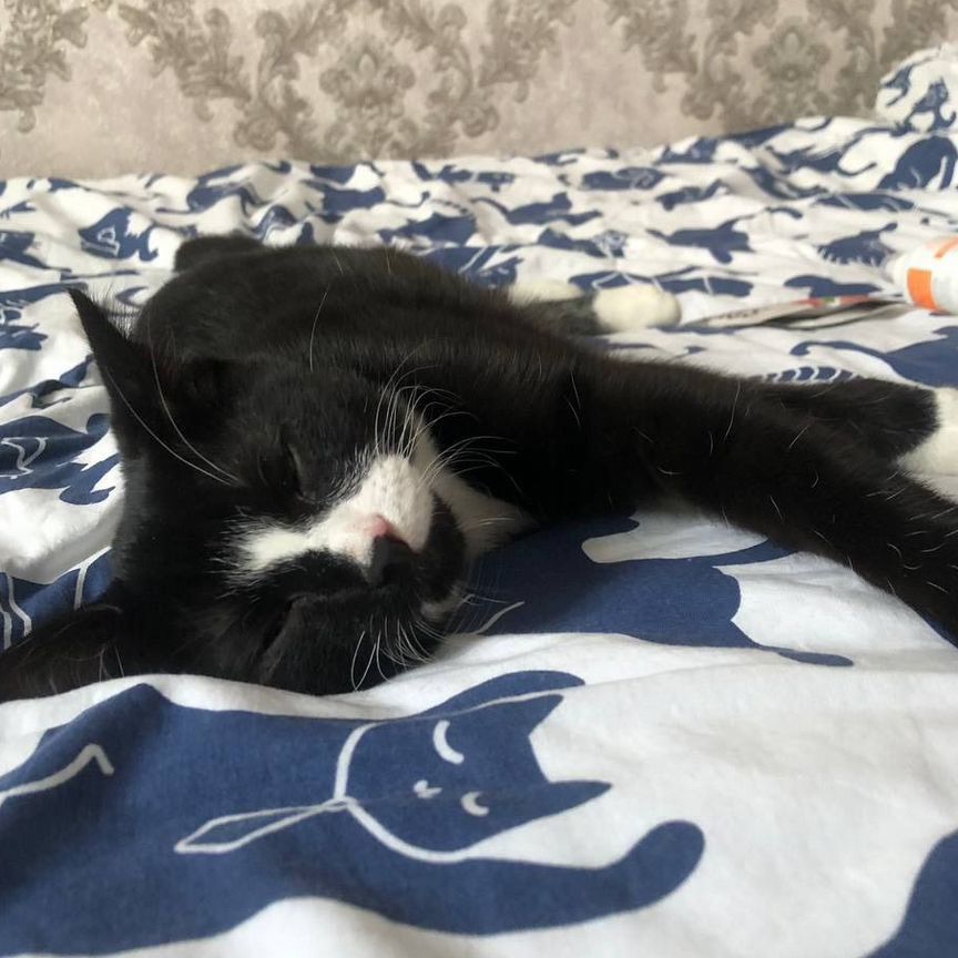 Котенок 6 месяцев мальчик