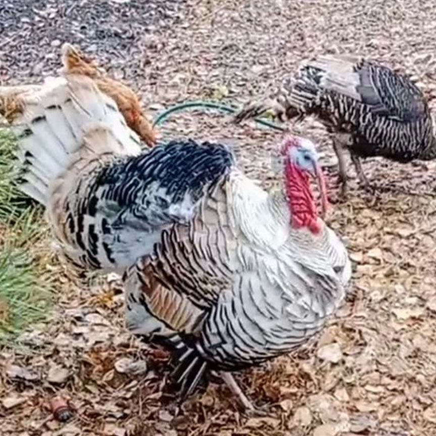 Домашняя птица Бердск