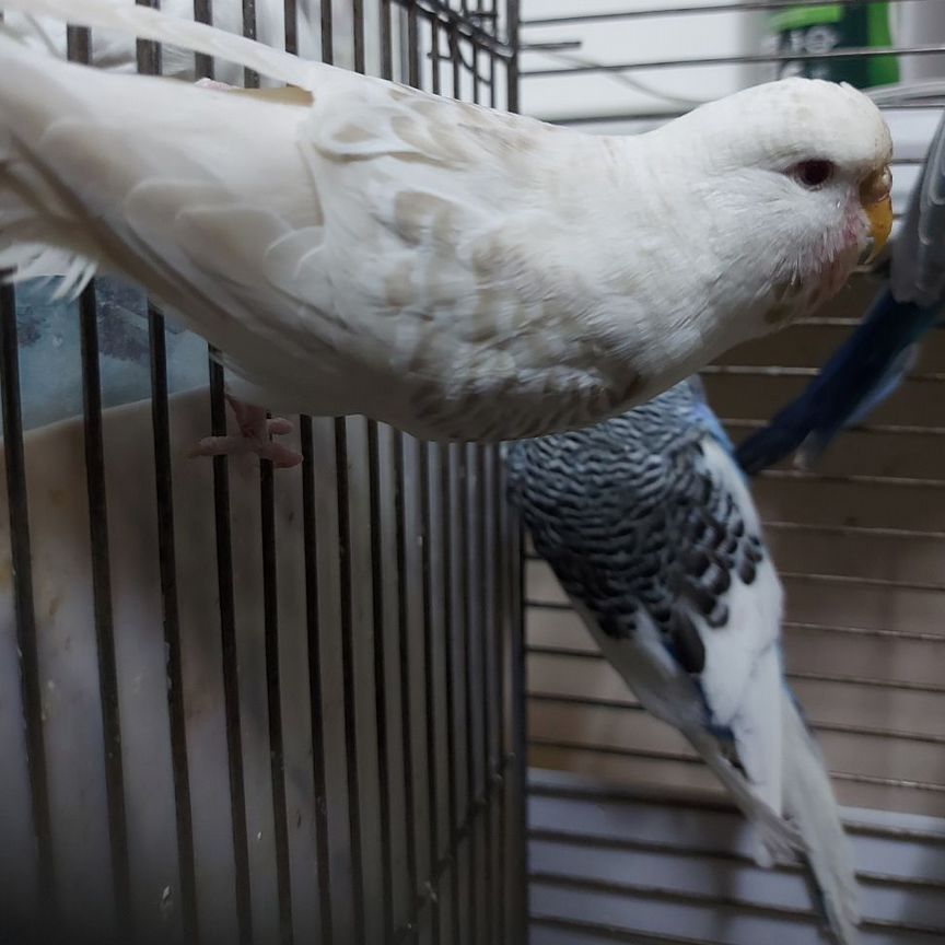 Волнистый попугай(получех )