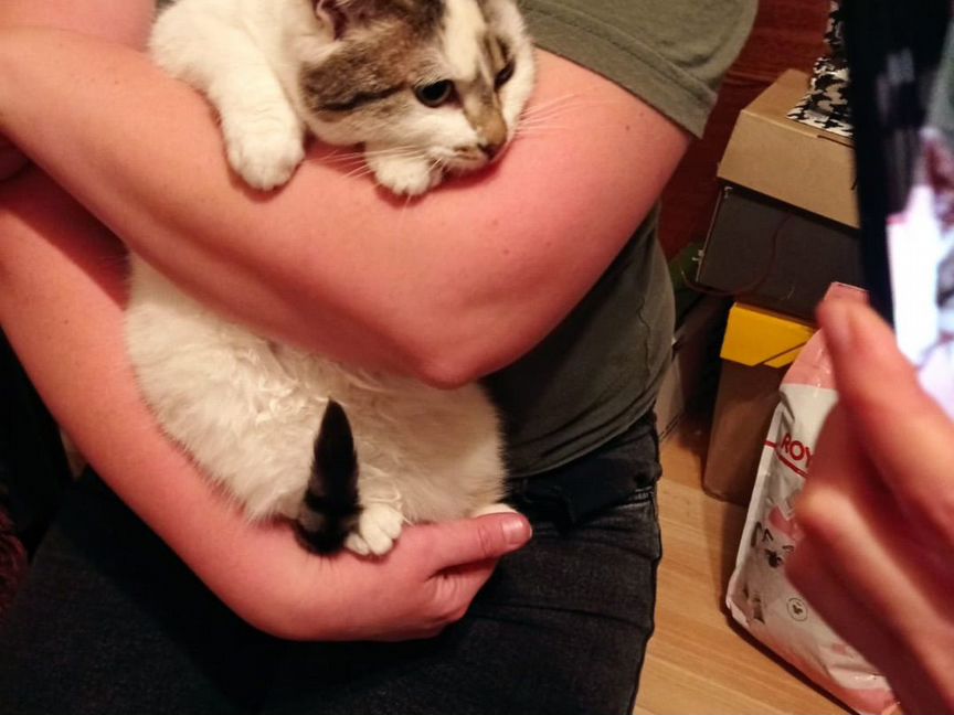 Кошка