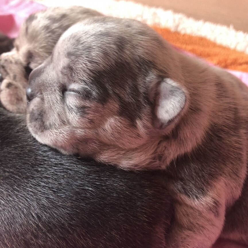 Голубые и голубой мрамор французики