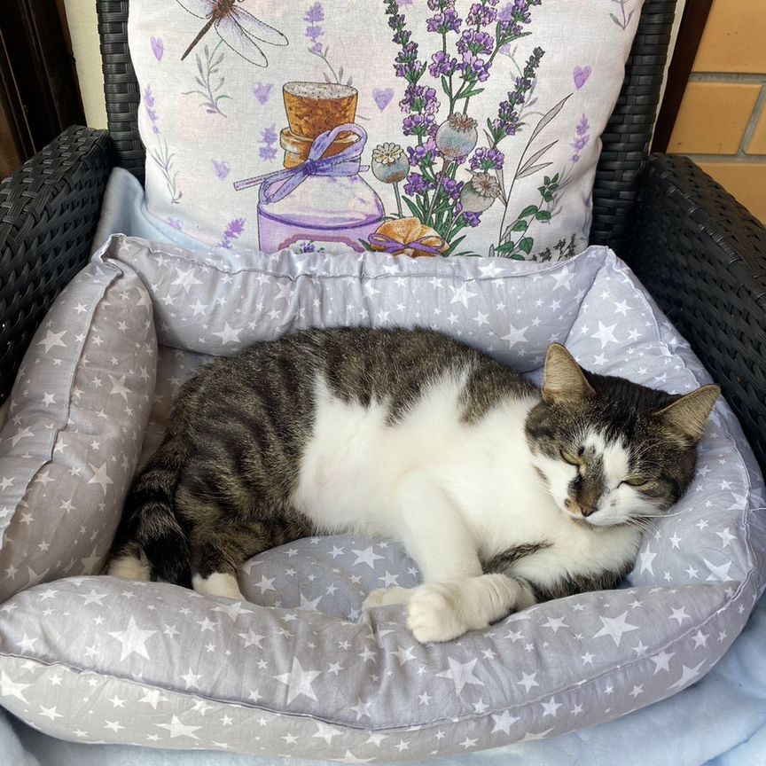 Кошка в добрые руки