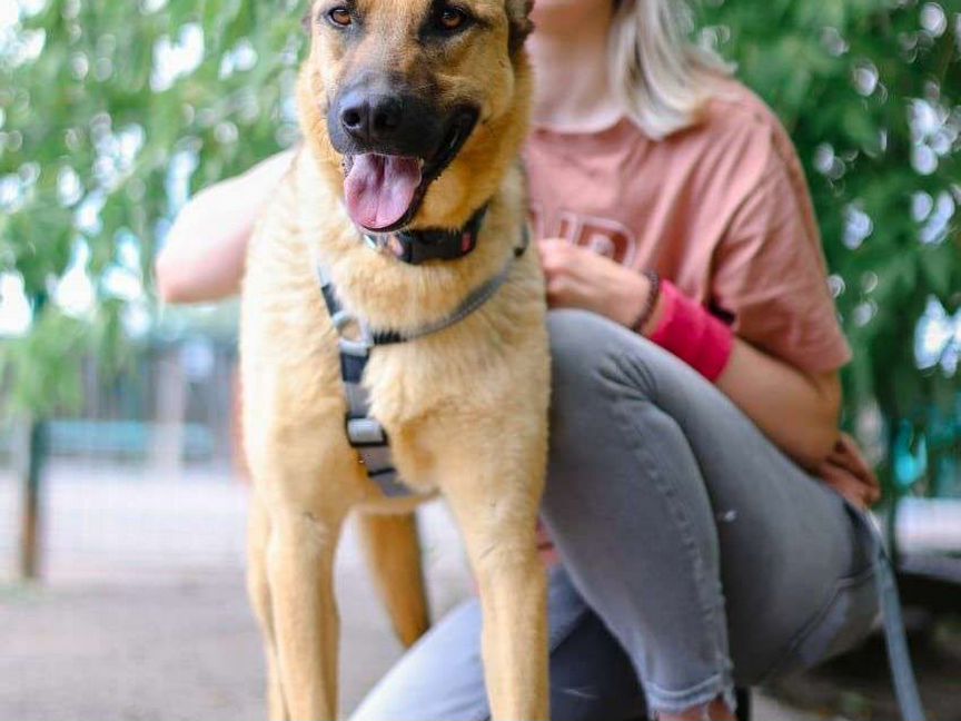 Дружелюбный пёсик Лео ищет семью