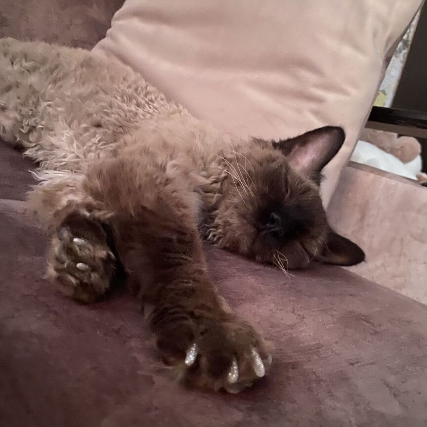 Кот