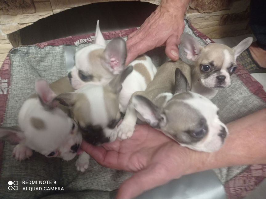 Карапузики-французики