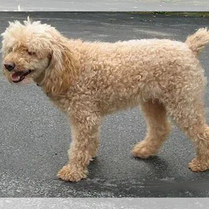 Пудель, взрослая собака