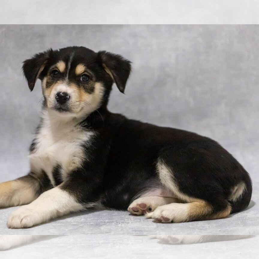 Щенок в добрые руки