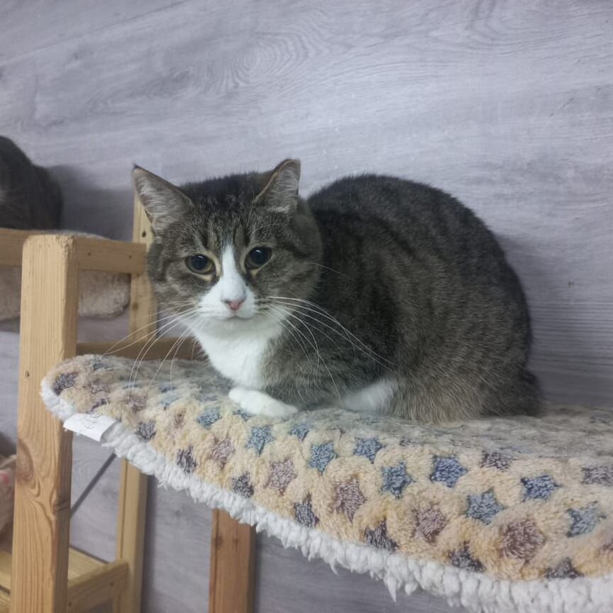 Котам и котятам нужны передержки