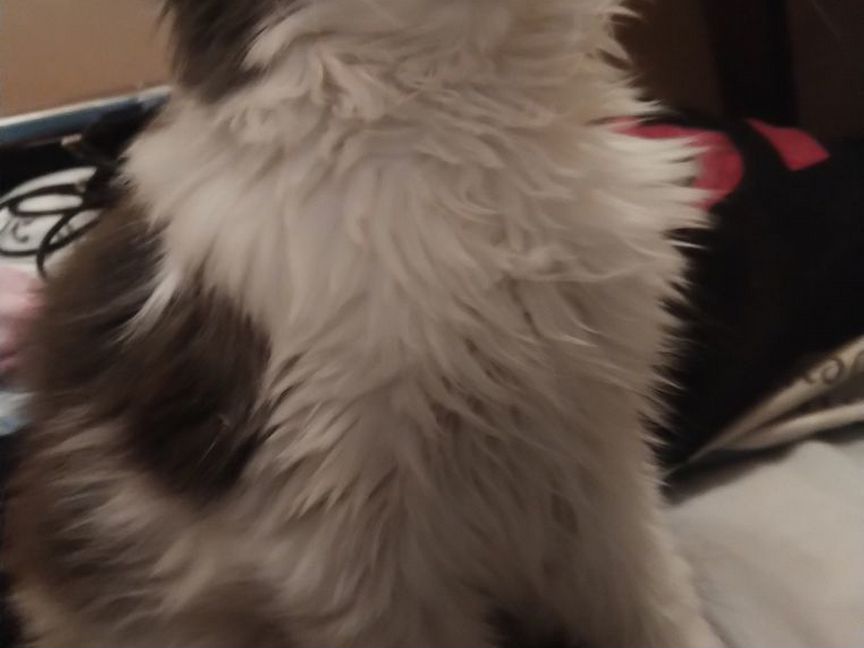 Кошка Ялта район Спартака