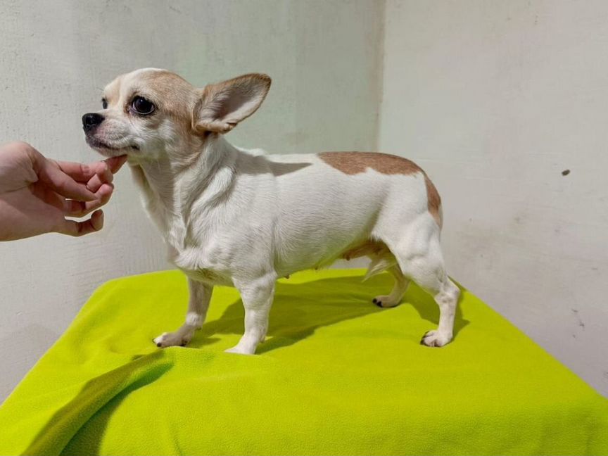 Чихуахуа взрослая девочка