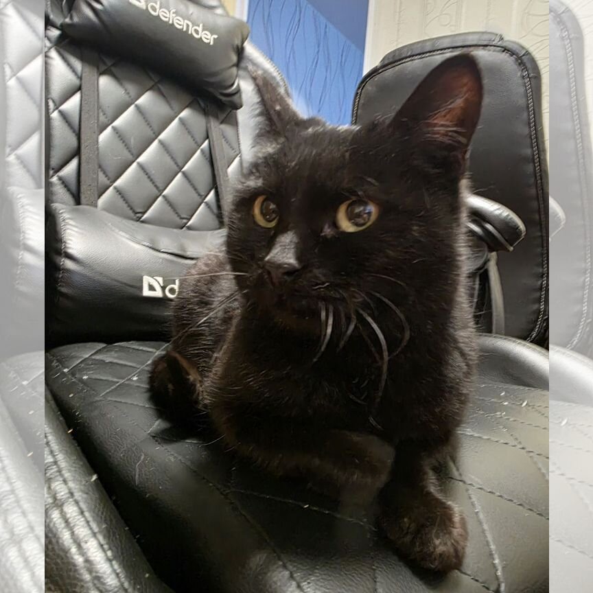 Взрослая кошка в добрые руки