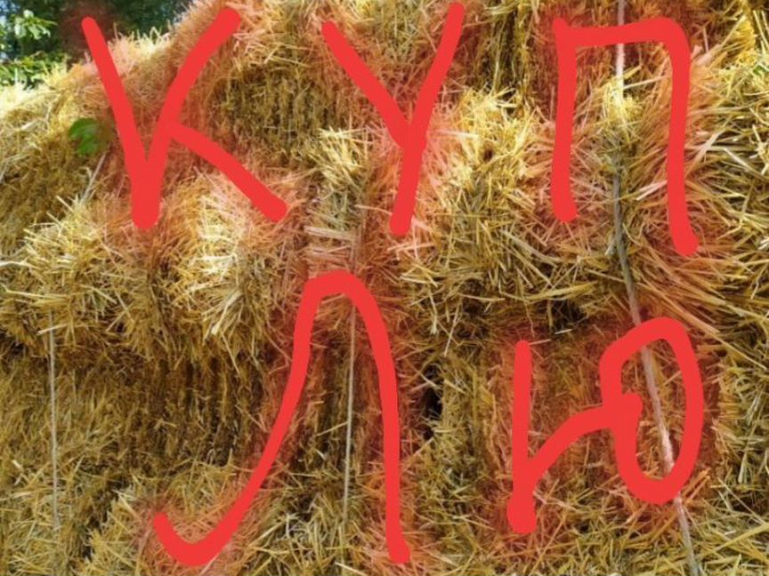 5 тюк саломы (овес с зернами,колосями) куп.лю