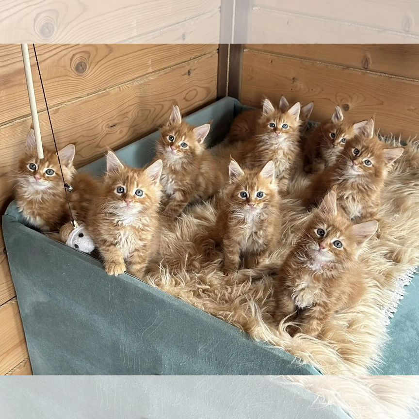 Мейн-кун котёнок