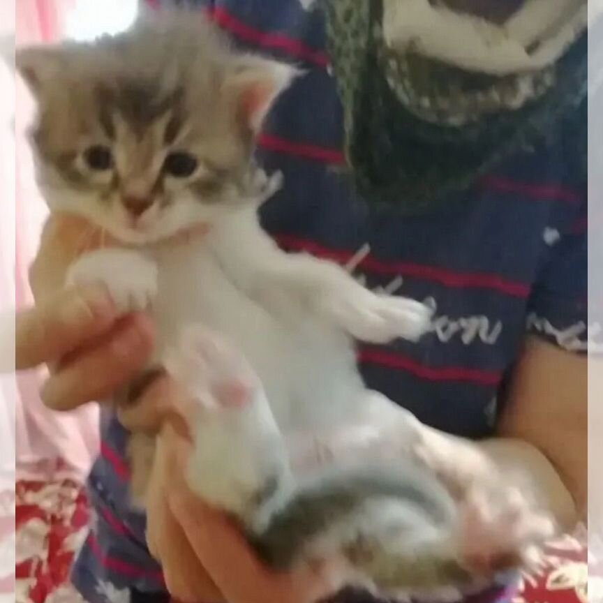 Котёнок в добрые руки