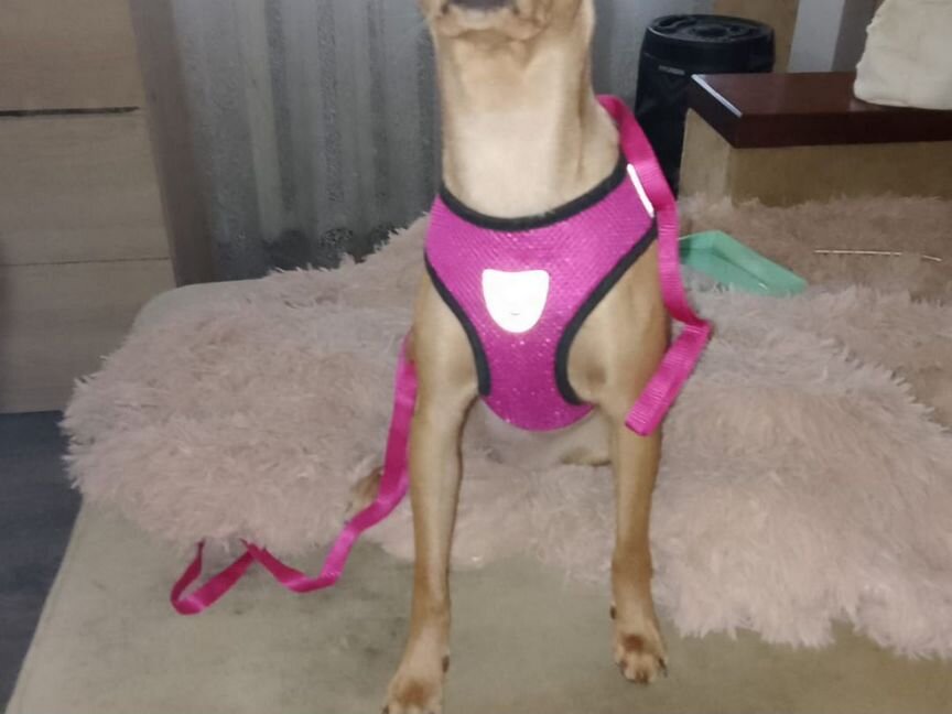 Собака в добрые руки отдам бесплатно