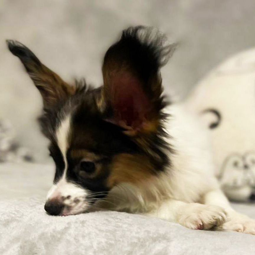 Континентальный той-спаниель папильон, щенок