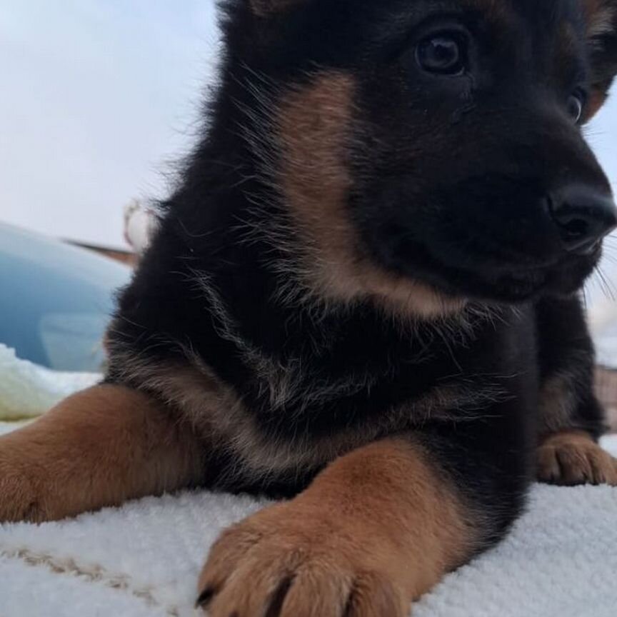 Немецкая овчарка, щенок