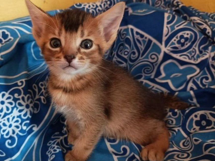 Полуабиссинские котята
