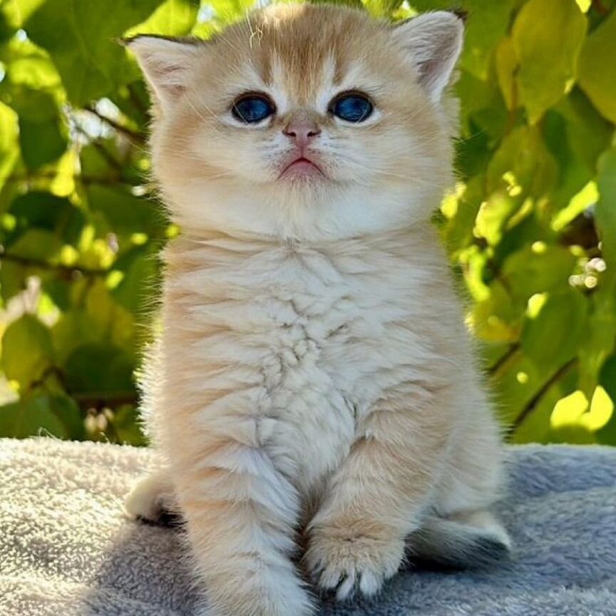 Шотландская золотая шиншилла