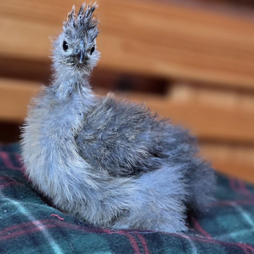 Продам юного петушка китайский шёлковый