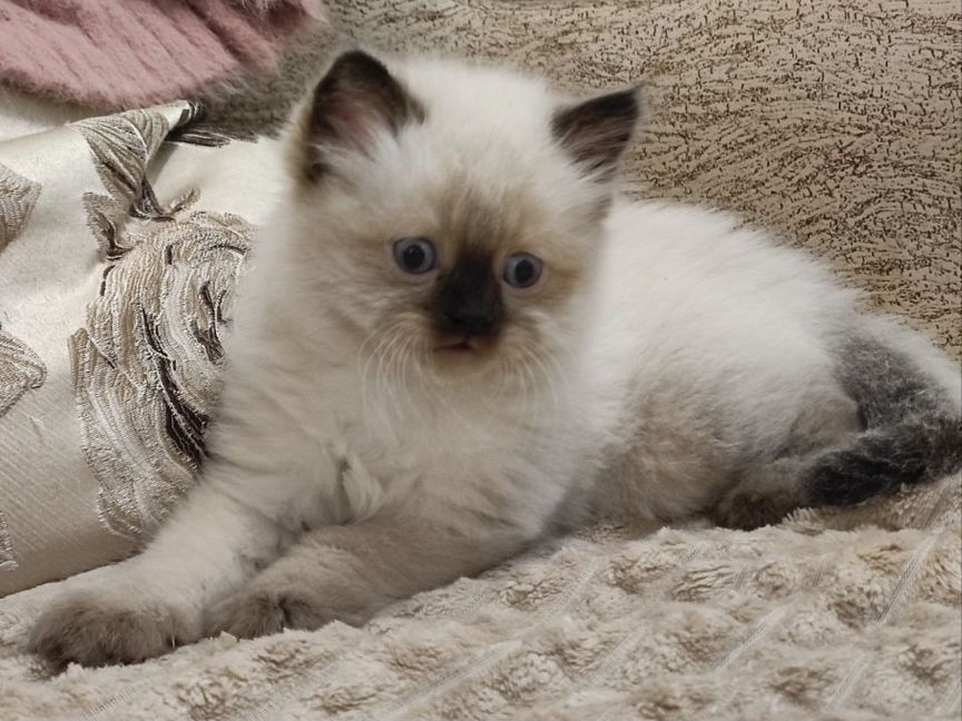 Котенок ищет дом