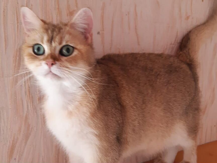 Котик шотландский