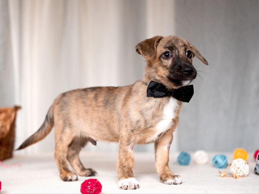 Щенок от маленькой собаки в добрые руки