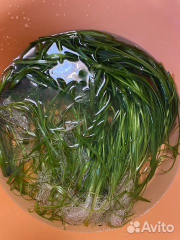 Растения для аквариума, Валиснерия