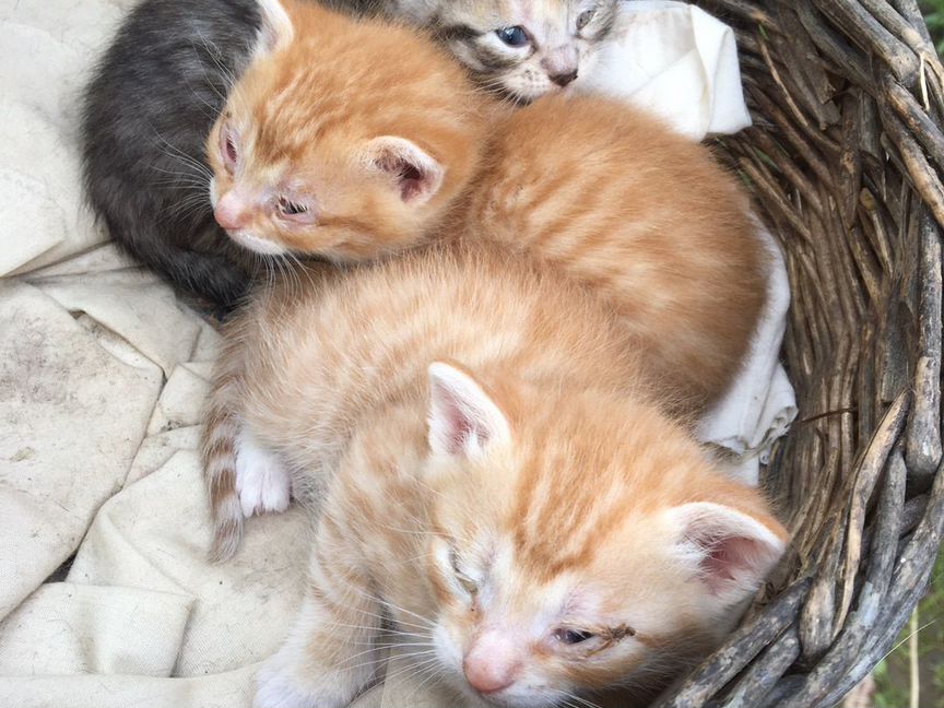 Котята рыжие бесплатно