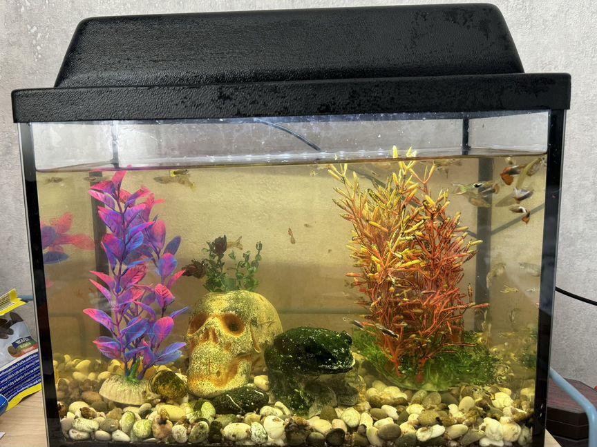 Аквариум с рыбками