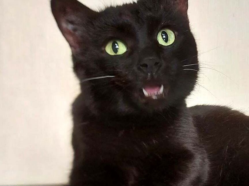 Маруся, 2 года, в добрые руки