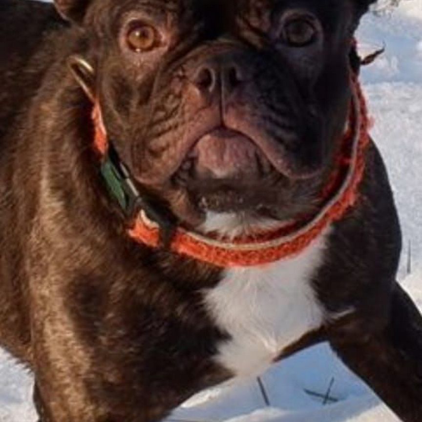 Французский бульдог