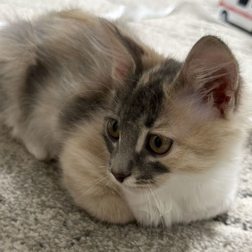 Котёнок в добрые руки