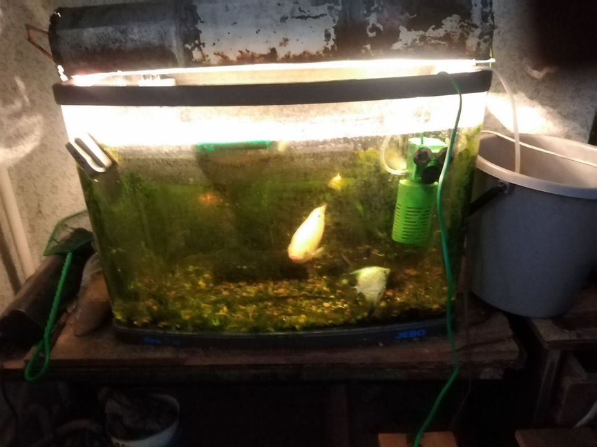 Аквариум с рыбками