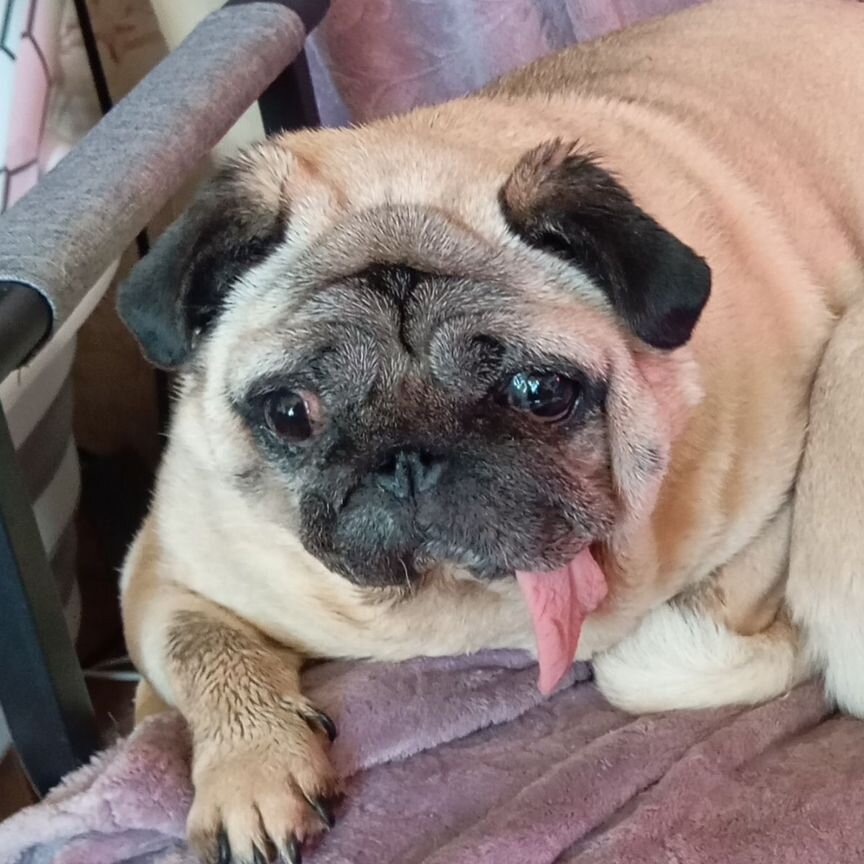 Мопс, взрослая собака